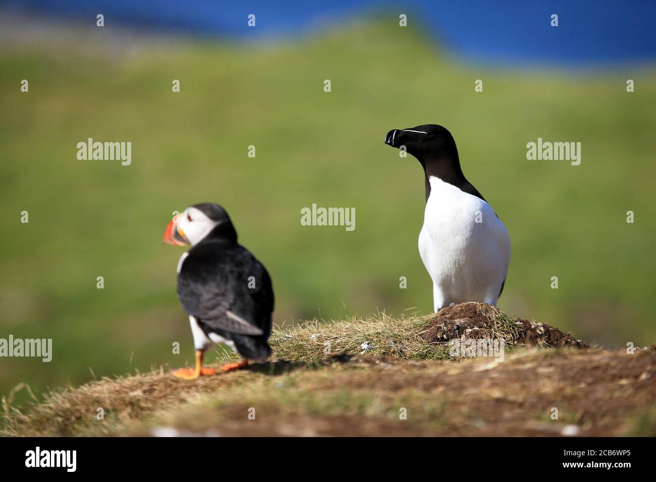 Puffin and razorbill hi-res stock photography and images - Alamy