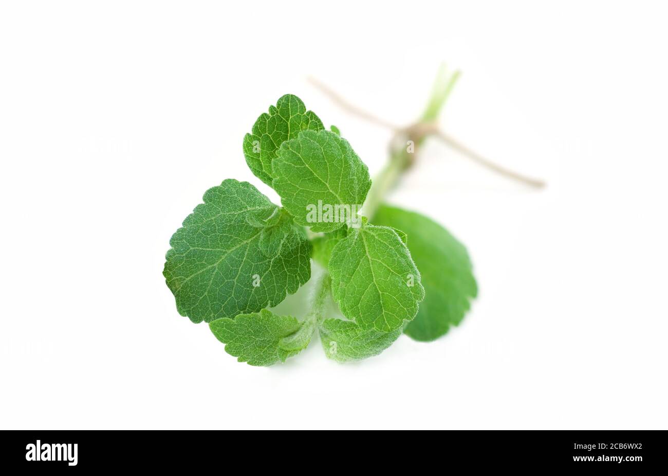 Fresh stevia leaves isolated on white Stock Photo - Alamy