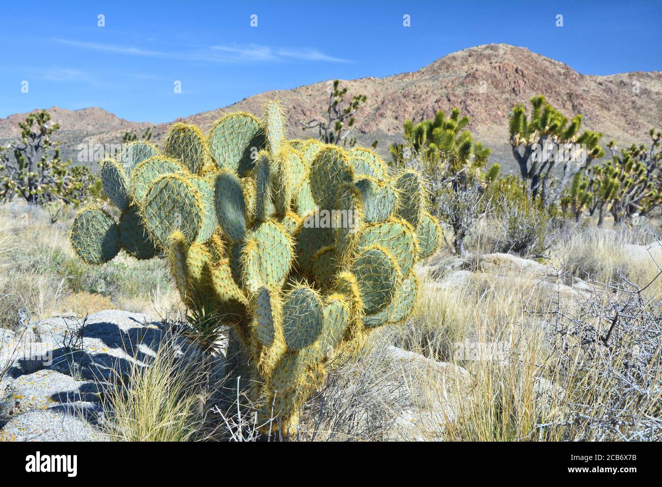 Pancake Prickly Pear Cactus In The Desert