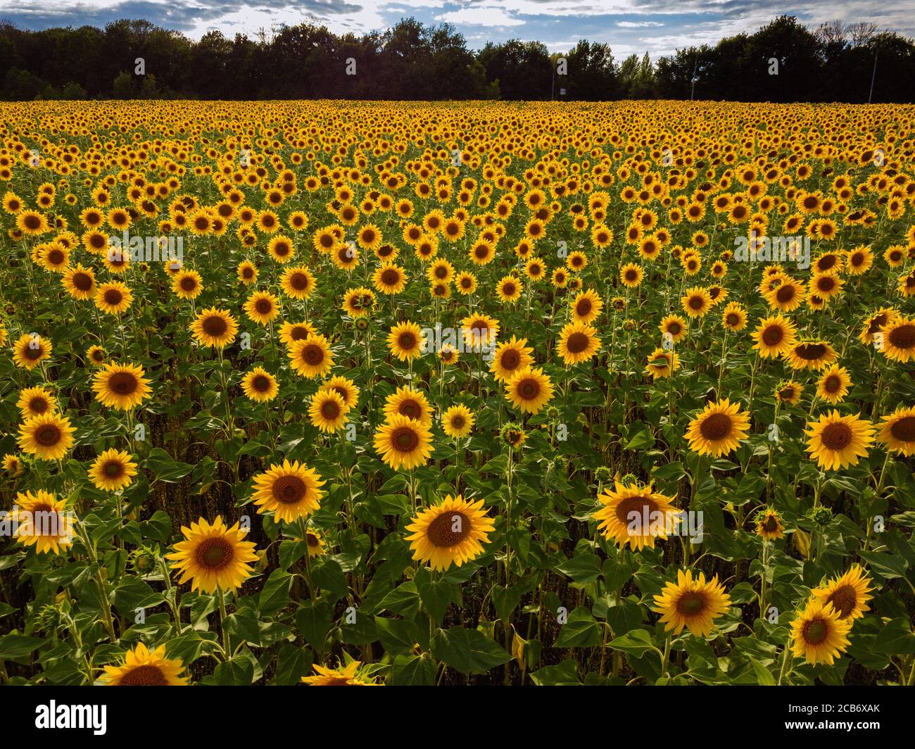 Field of sunflowers at summer day, aerial view Stock Photo - Alamy