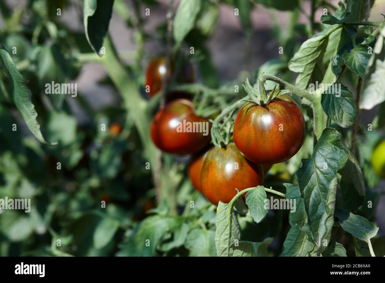Brown ripe tomatoes in garden, healthy organic food Stock Photo - Alamy