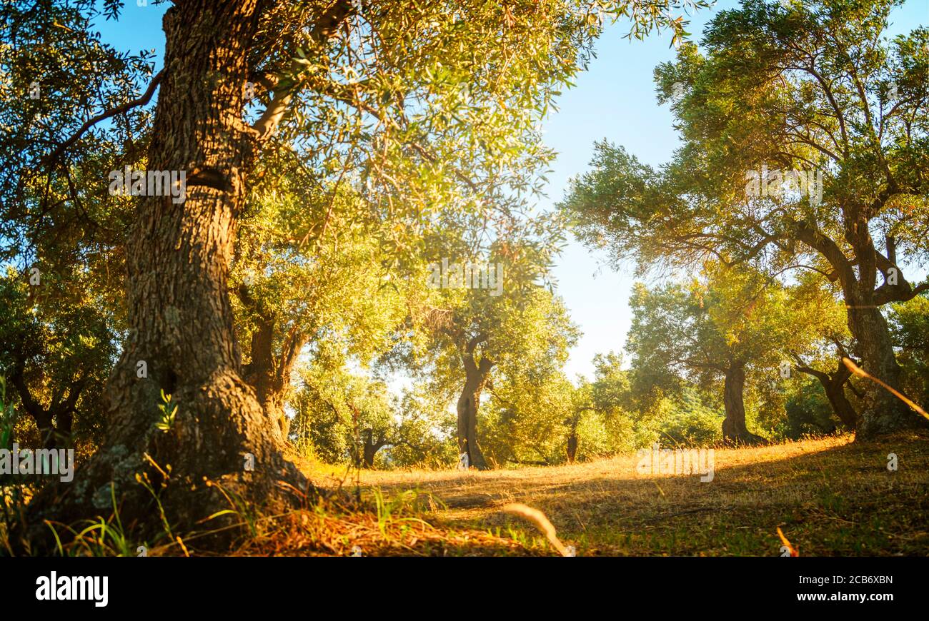 Mediterranean olive trees in garden. Olive farm grow background Stock ...