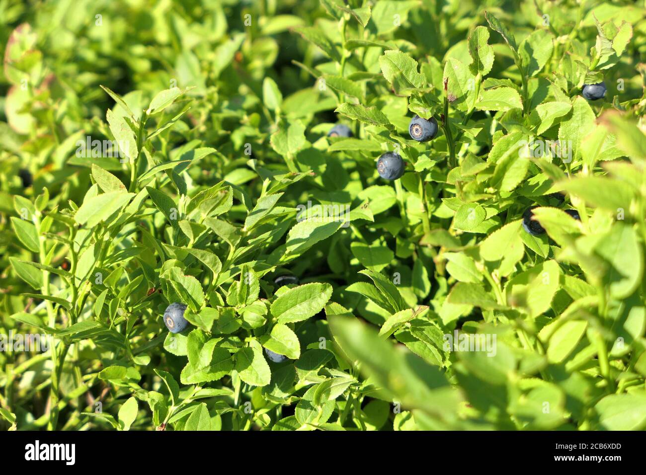 Wild blueberries fruits on shrubs growing in the forest. Bilberry ...