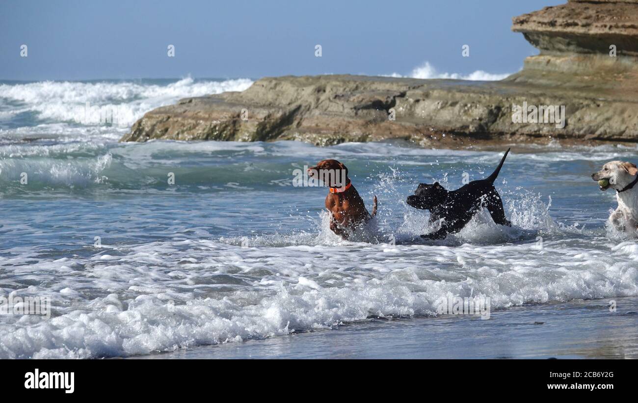 Del mar dogs playing in ocean hi-res stock photography and images - Alamy