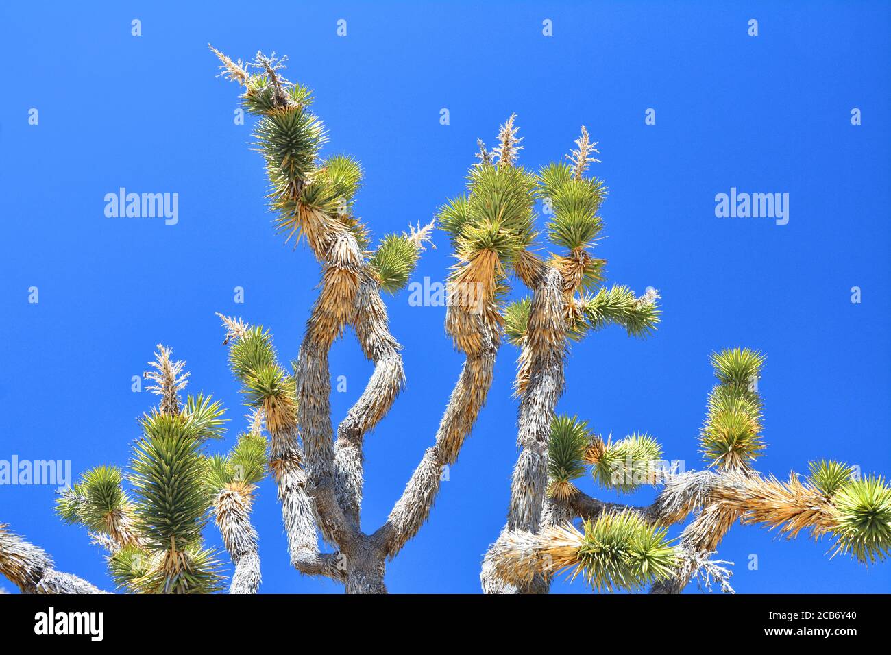 Yucca brevifolia flower hi-res stock photography and images - Alamy