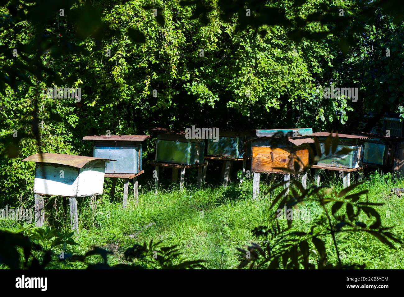 Georgia bees hi-res stock photography and images - Alamy