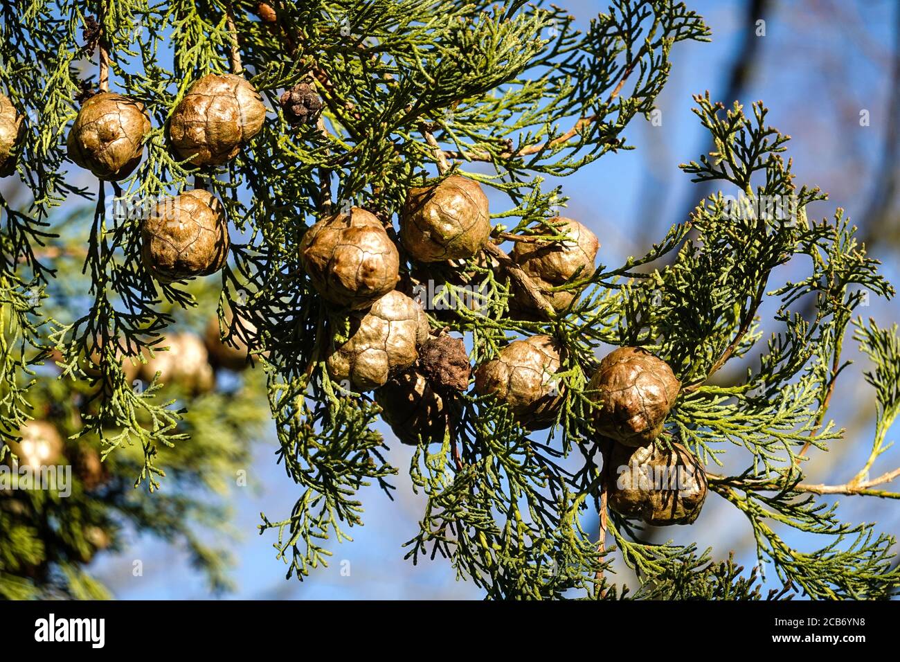 Cupressus semperviren hi-res stock photography and images - Alamy