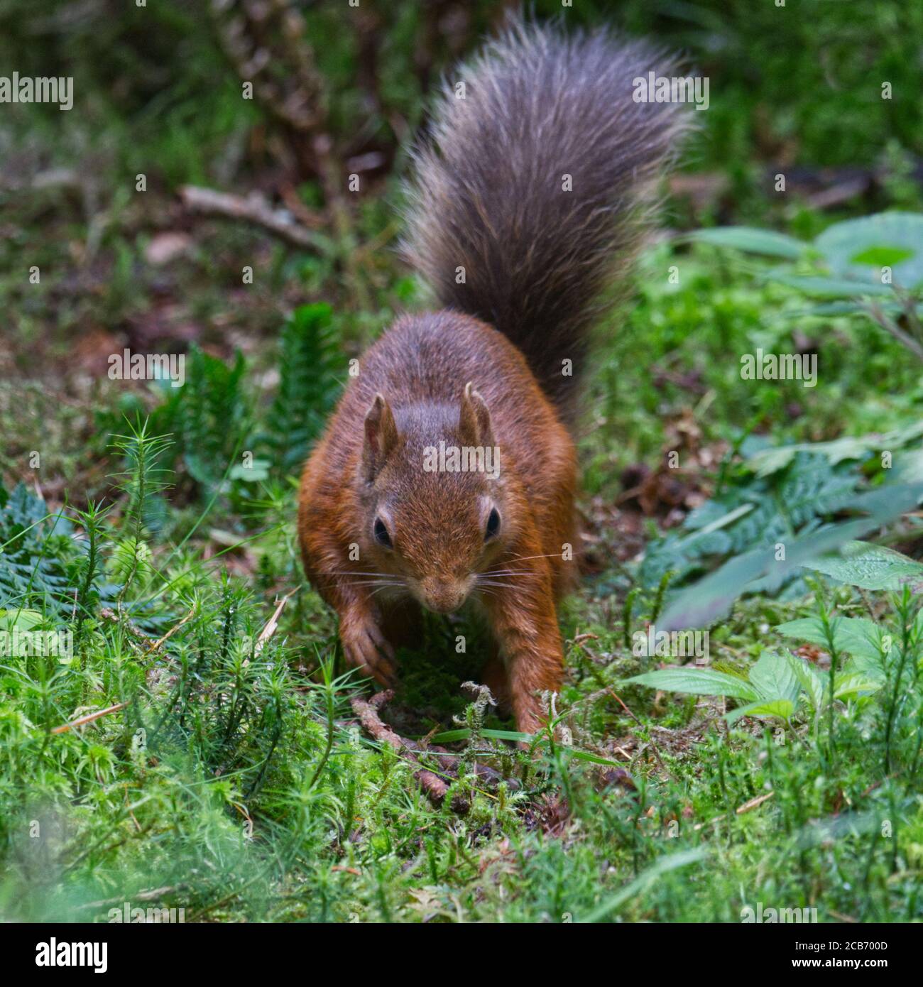 Male red squirrel hi-res stock photography and images - Alamy