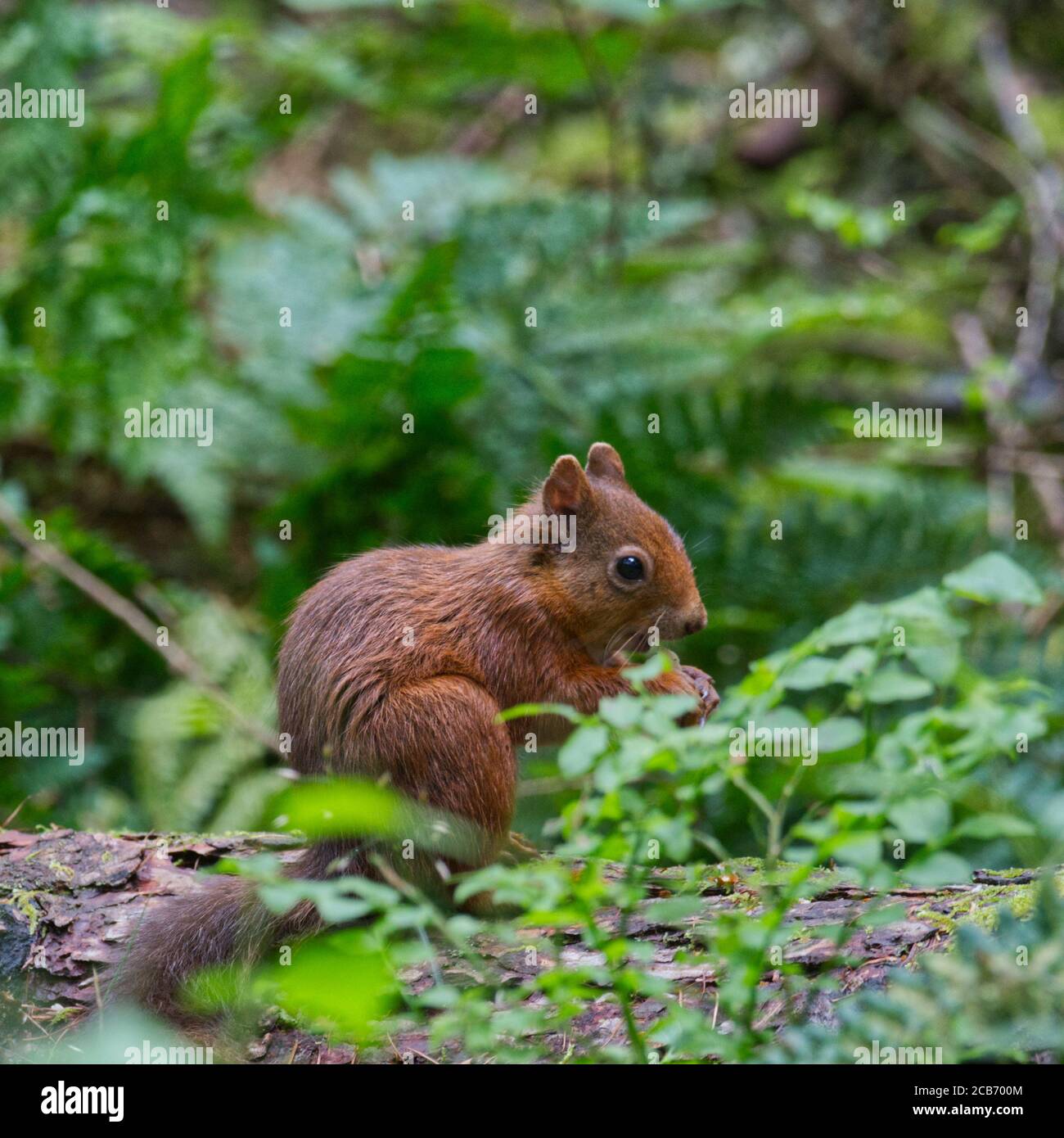 Squirrel male hi-res stock photography and images - Alamy