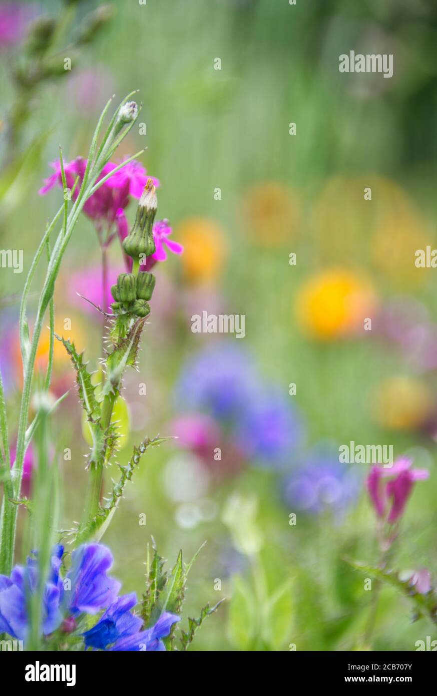 Fuzzy pink flowers hi-res stock photography and images - Alamy