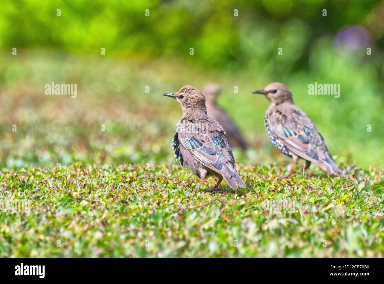 Juvenile european starlings sturnus hi-res stock photography and images ...