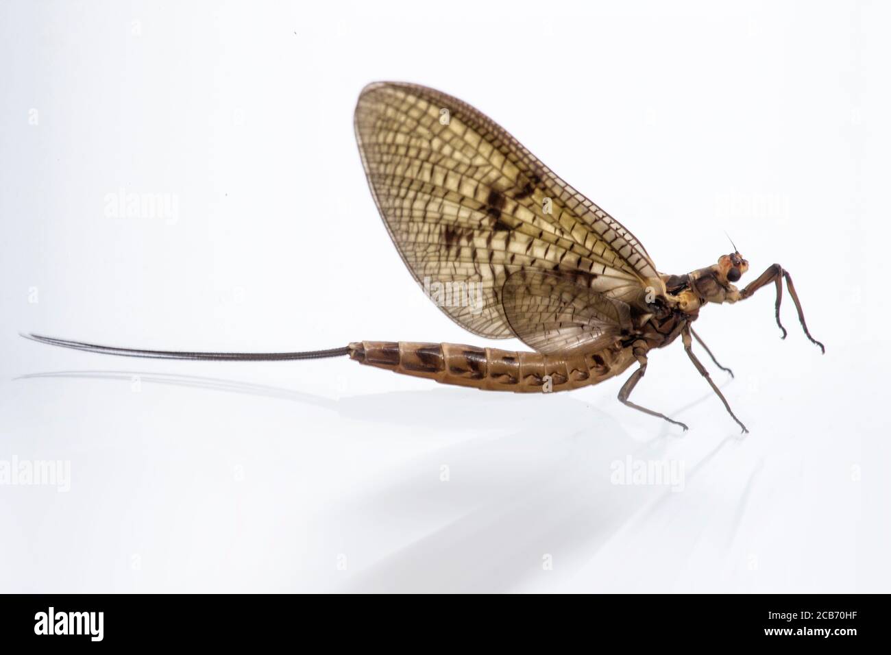 FAUNA: Mantispa styriaca (Mantidfly insect Stock Photo - Alamy