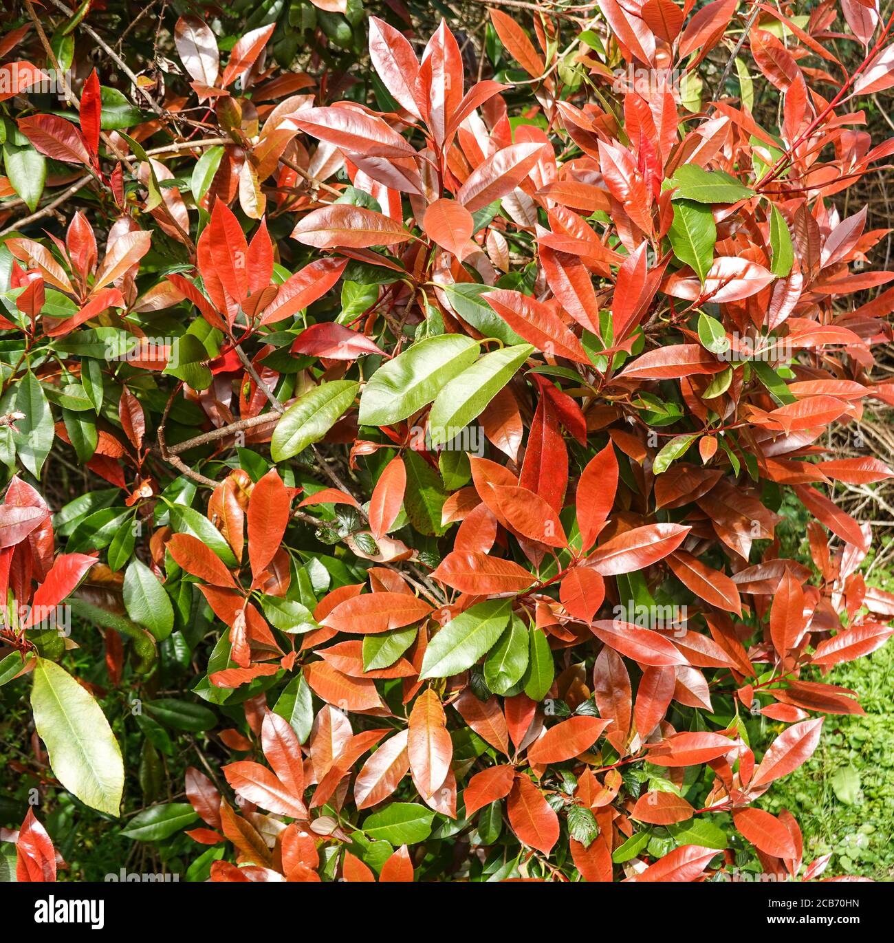 Photinia x fraseri cv red robin hi-res stock photography and images - Alamy