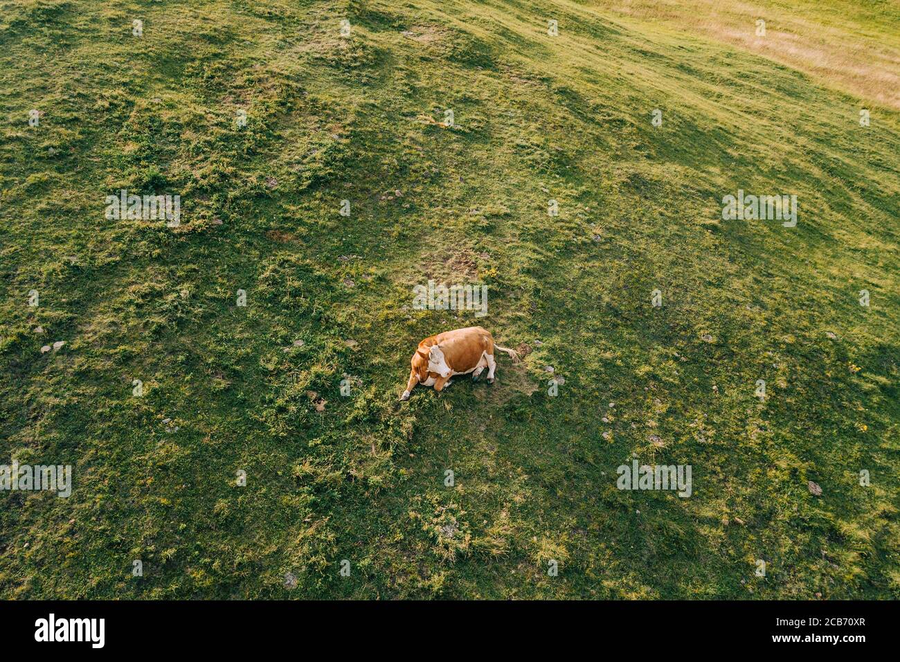 Cattle ranch aerial hi-res stock photography and images - Alamy