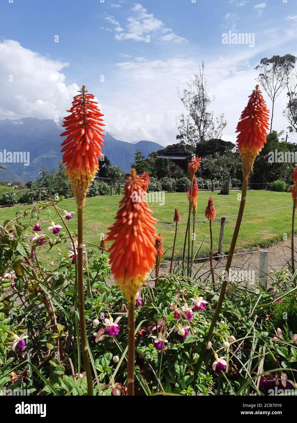 Red hot pokers plant hi-res stock photography and images - Alamy