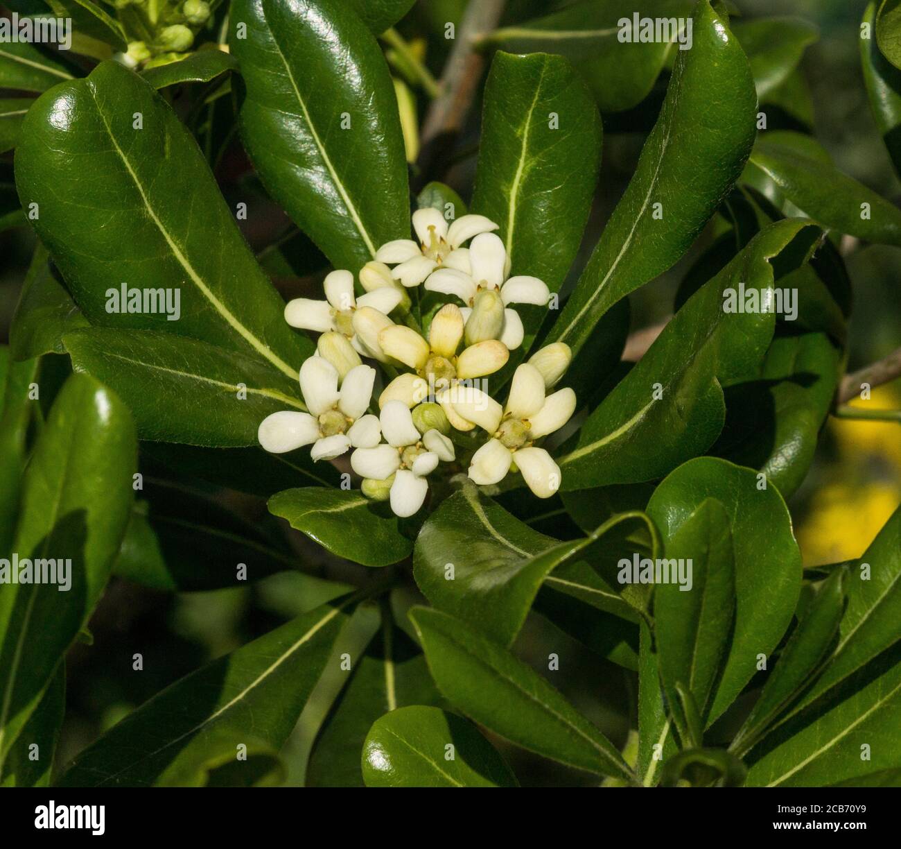 Pittosporum tobira flowering hi-res stock photography and images - Alamy