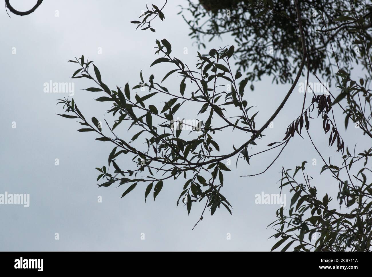 Crack Willow tree 'Salix fragilis' leaves in mid-summer.It is from this ...