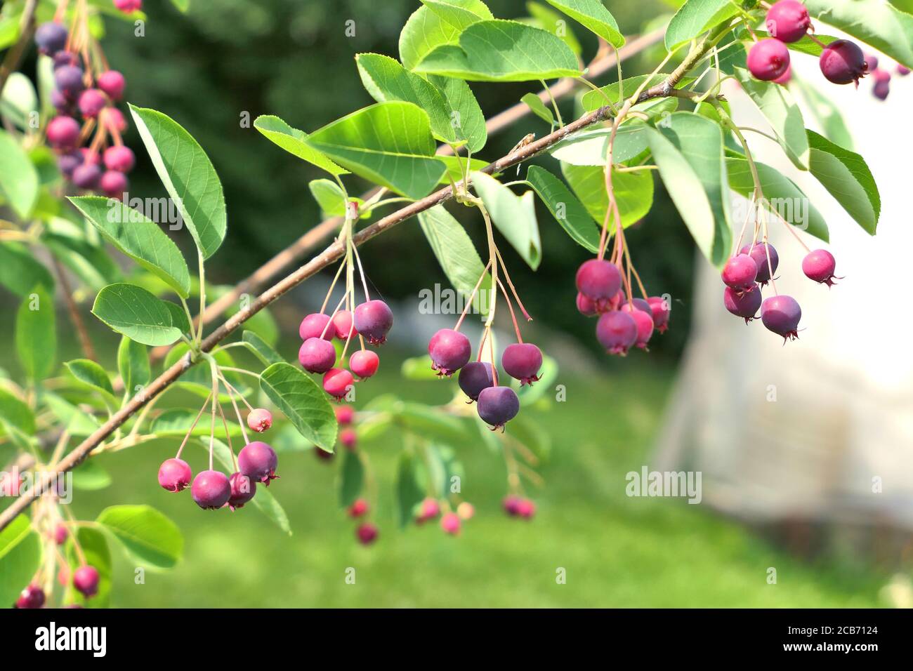 Saskatoon berry tree hi-res stock photography and images - Alamy