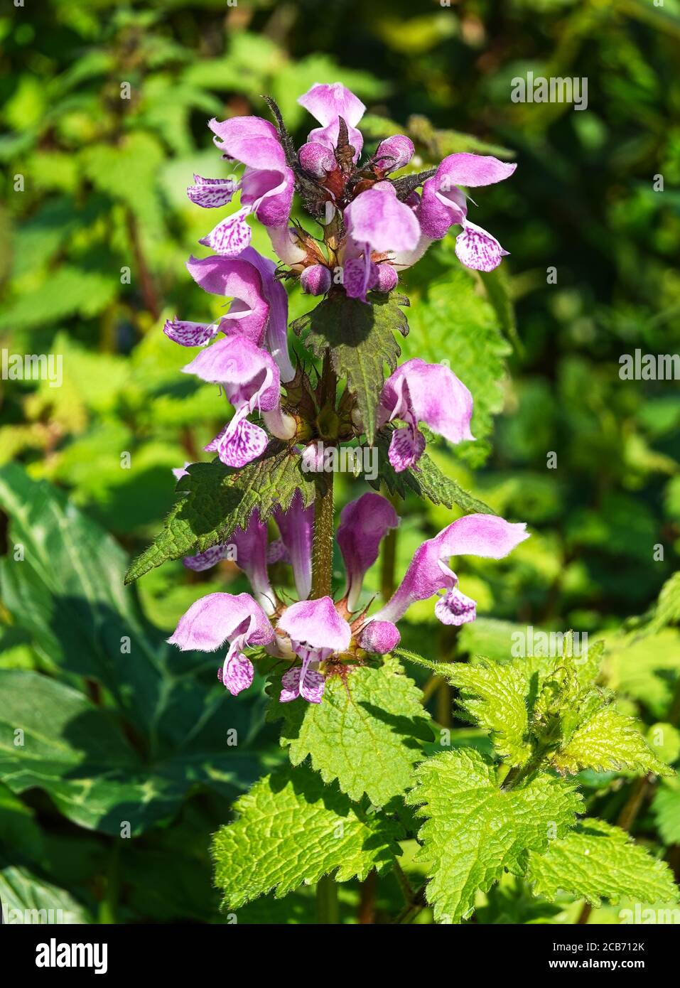 Red dead nettles hi-res stock photography and images - Alamy