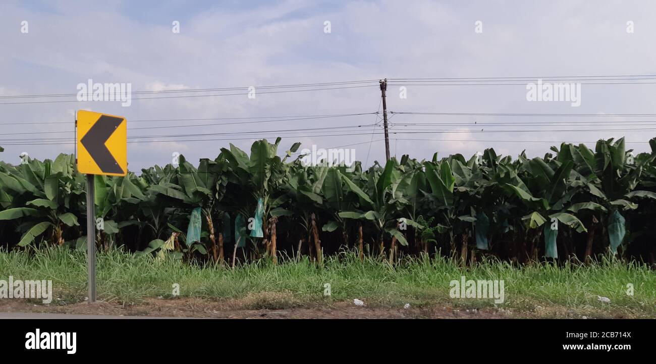 Road sign in front of Bananas plantation. Ecuador Stock Photo - Alamy