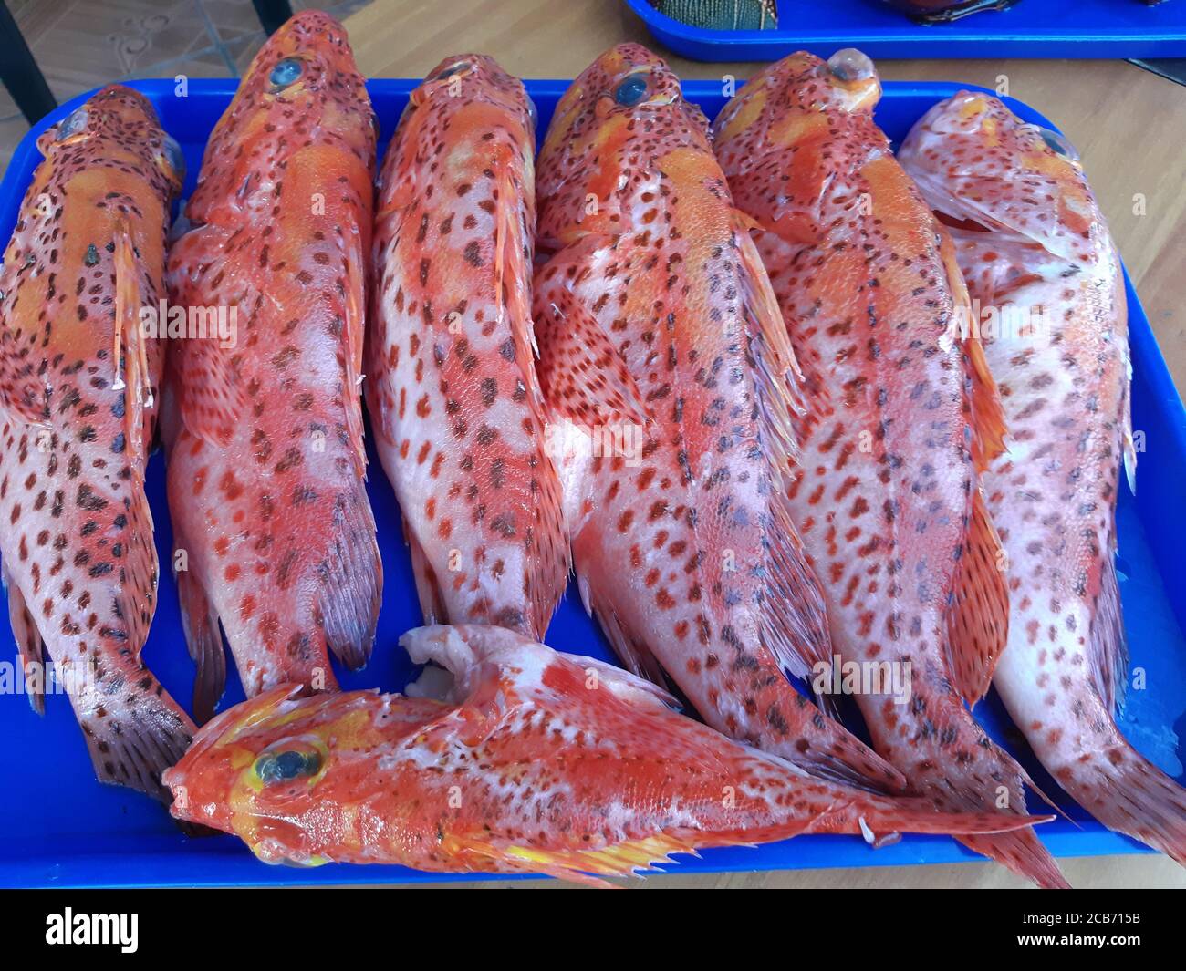 Fresh red scorpion fish at local Ecuadorian market Stock Photo - Alamy