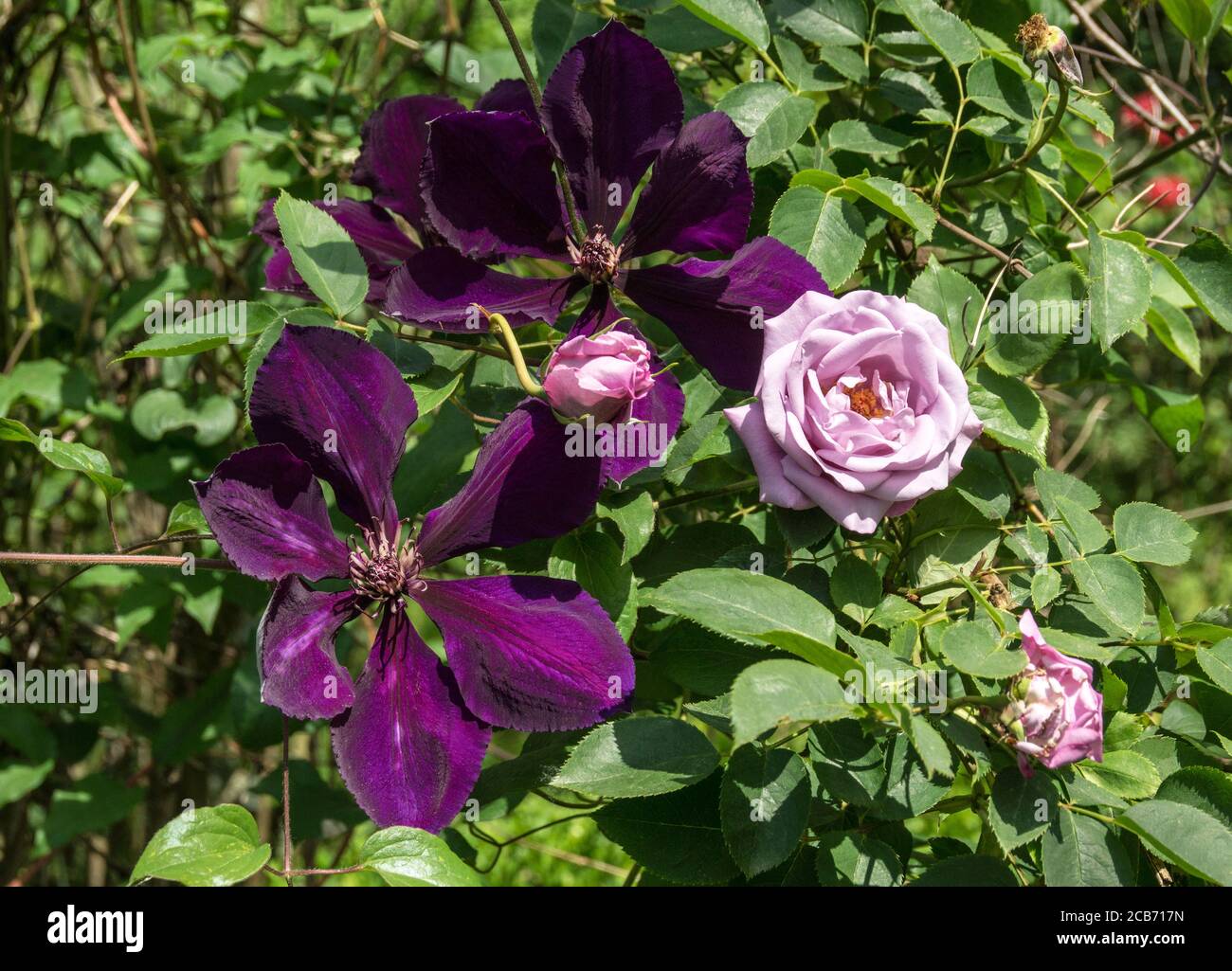 Clematis Etoile Rose - Kletterpflanzen Clematis Viticella Etoile Rose ...