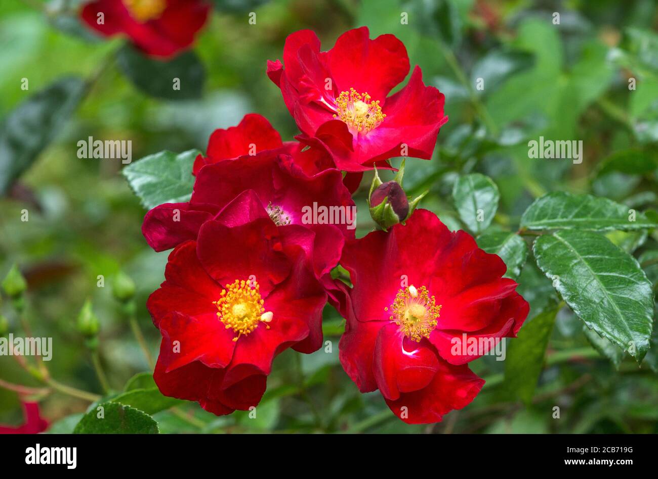 Modern bush rose hi-res stock photography and images - Alamy