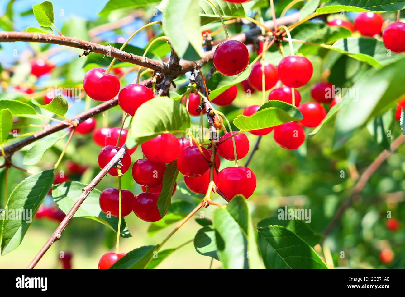 Hanging on tree branch hi-res stock photography and images - Alamy