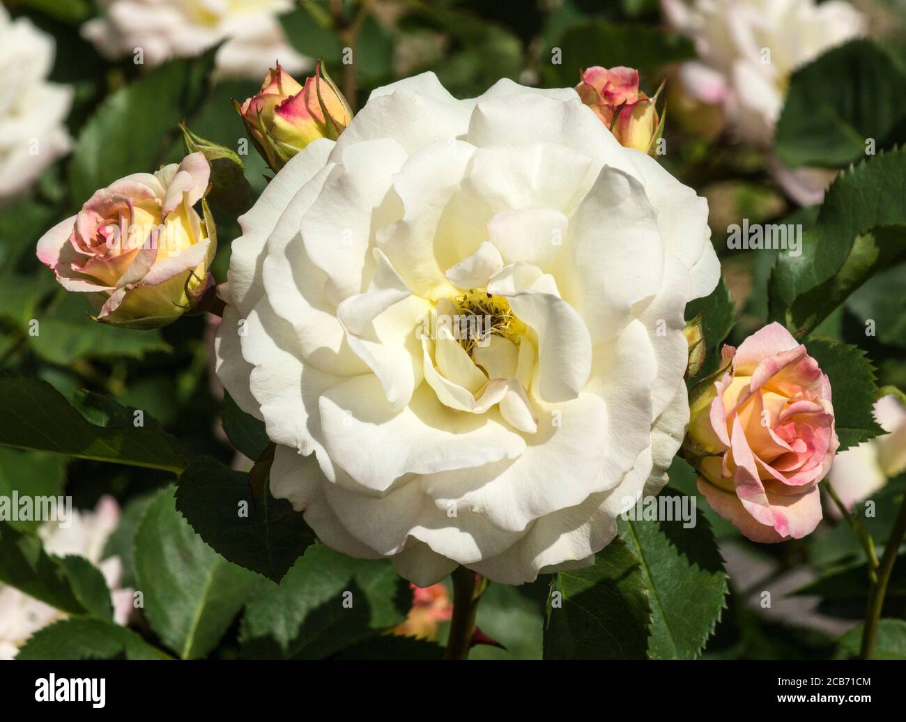 Galaxy classification hi-res stock photography and images - Alamy