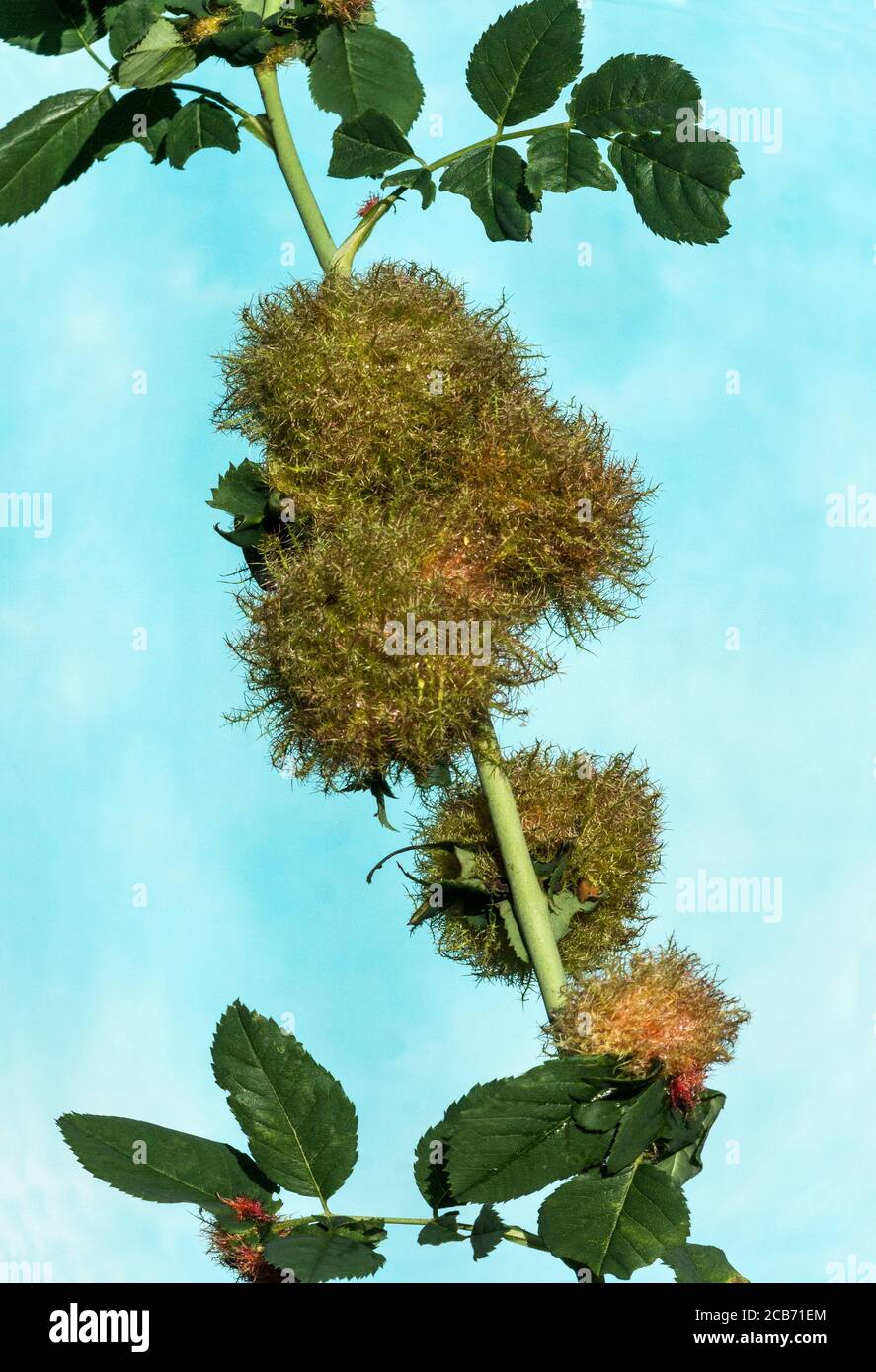 Climbing rose 'blossom time' hi-res stock photography and images - Alamy
