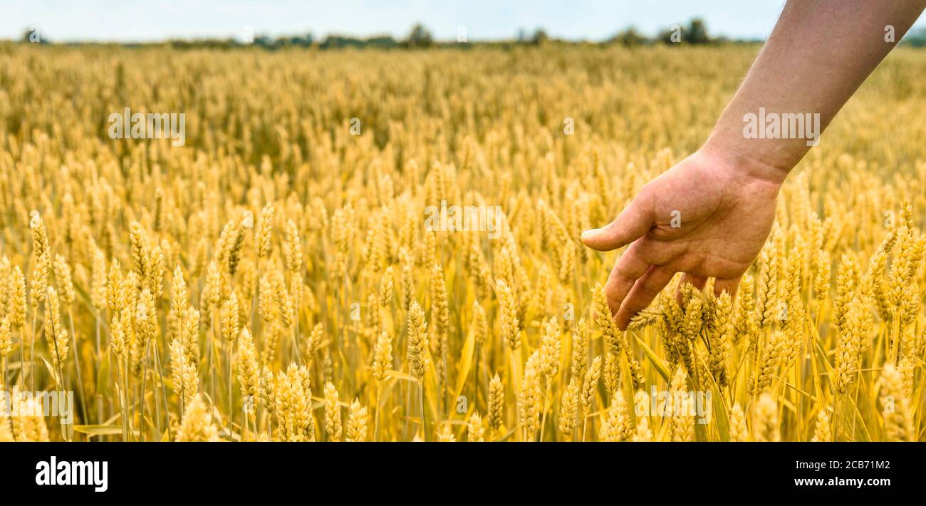 Man in beautiful wheat field with sunlight. Closeup of farmer's hand ...