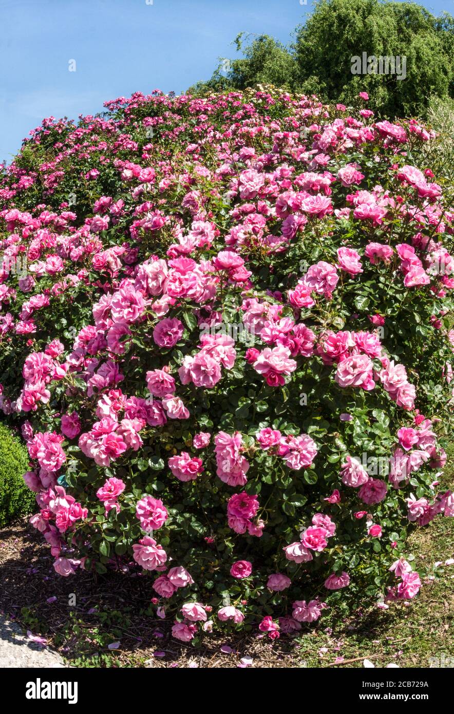 Rosa.Rose.Deborah is a Meilland shrub./ Bush rose introduced in 1989 ...