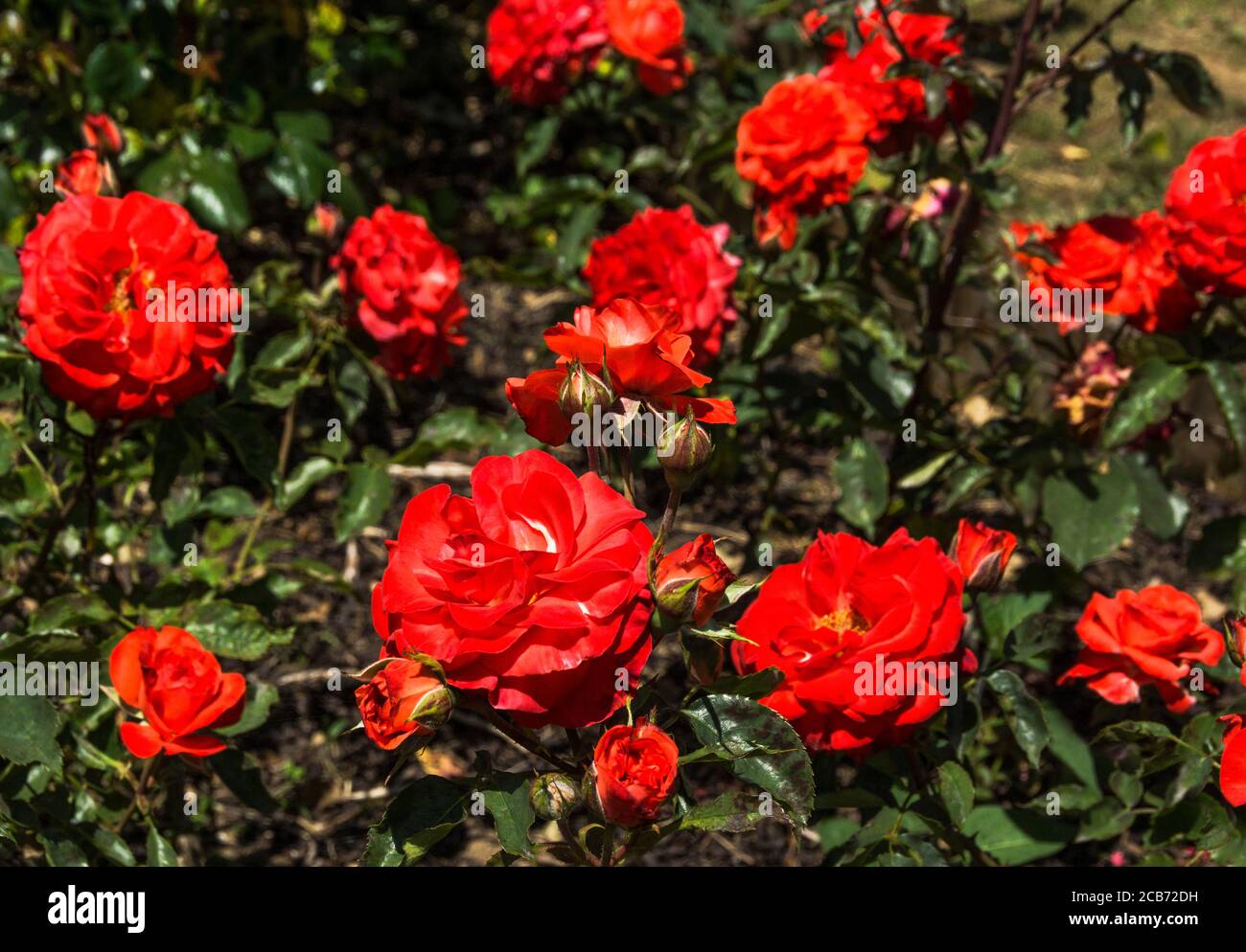 Rosa.Rose.Hot Cocoa rose is a Floribunda .Bred by T. Carruth (USA) in ...
