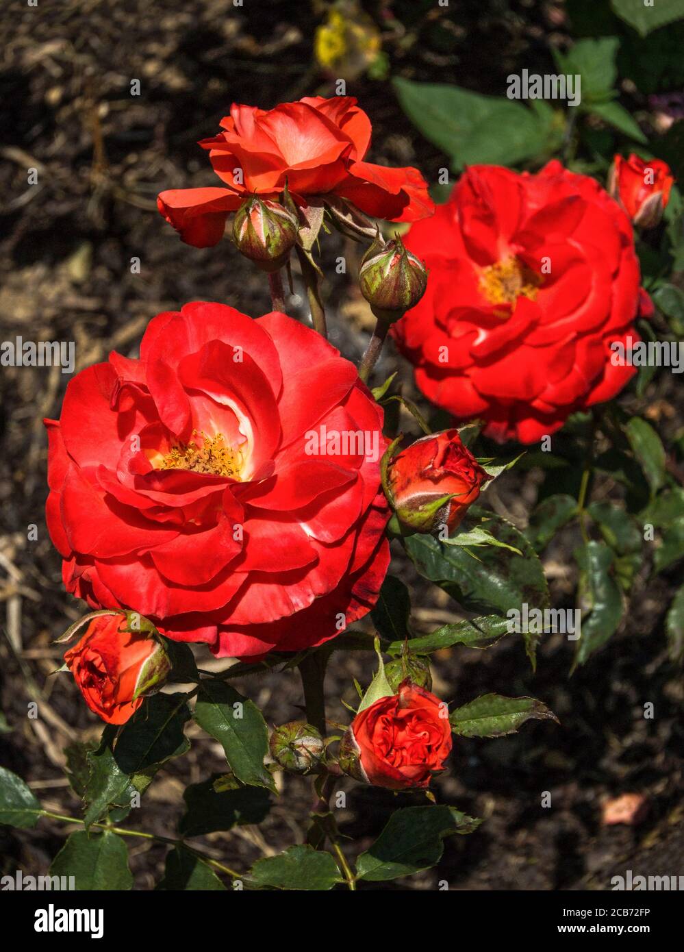 Rosa.Rose.Hot Cocoa rose is a Floribunda .Bred by T. Carruth (USA) in ...