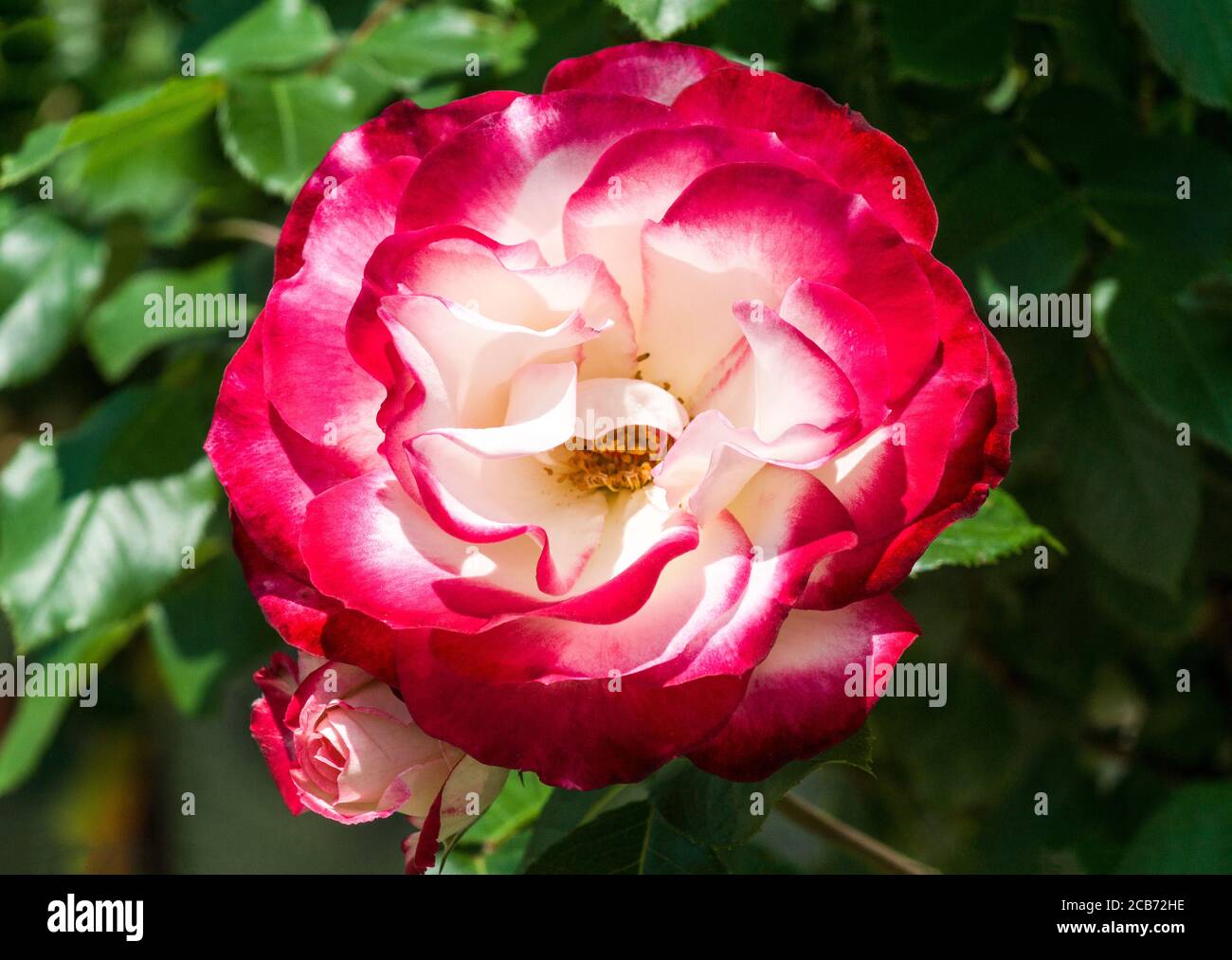 Rosa. Rose. Jubile du Prince de Monaco rose.is abush rose from Meilland ...