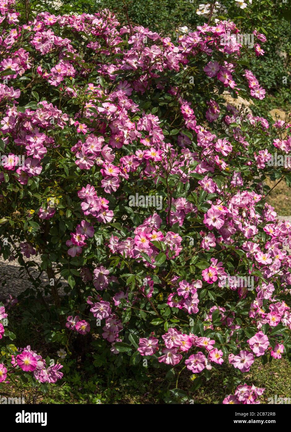 Rose magic carpet hi-res stock photography and images - Alamy