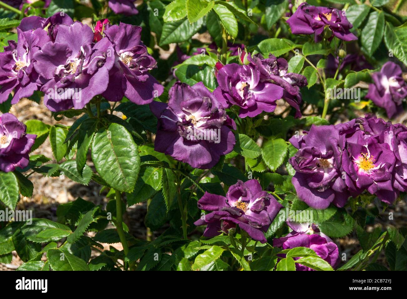 Rhapsody In Blue Rose High Resolution Stock Photography and Images - Alamy
