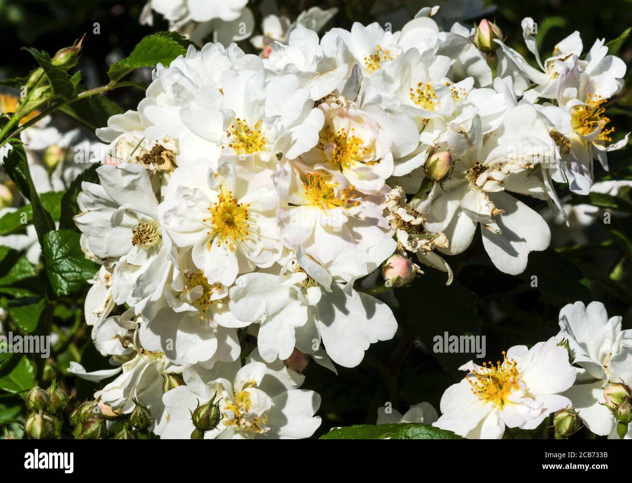 Tumbling waters hi-res stock photography and images - Alamy