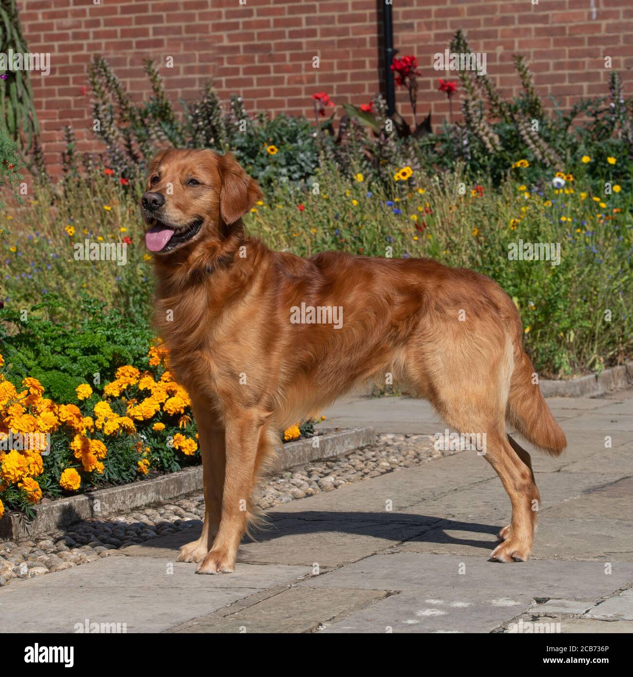 Golden retriever standing hi-res stock photography and images - Alamy