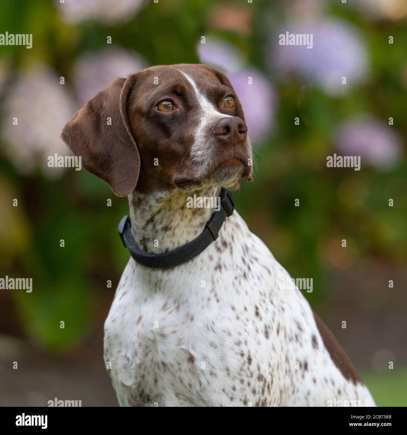 Braque Francais High Resolution Stock Photography and Images - Alamy