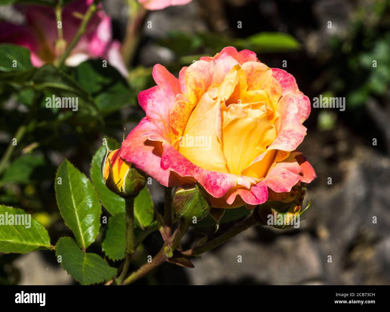 Bi coloured shrub rose hi-res stock photography and images - Alamy