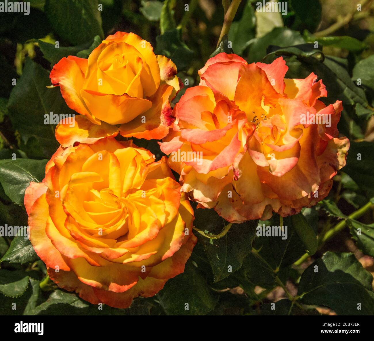 Cluster flowered bush rose hi-res stock photography and images - Alamy