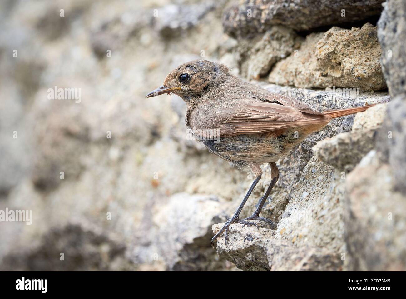 Black redstart female bird at the nest hole (Phoenicurus ochruros Stock ...