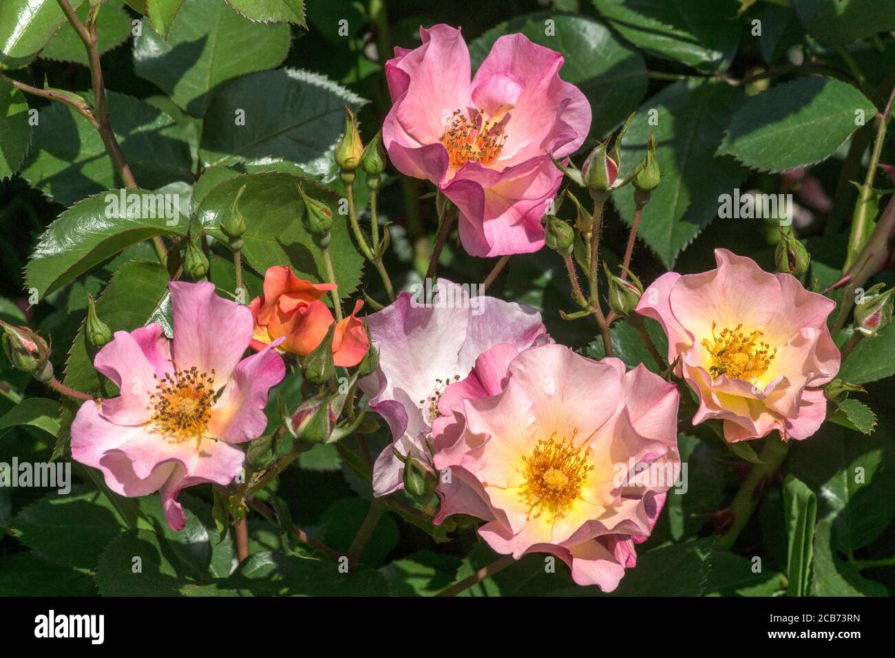 Rosa masquerade hi-res stock photography and images - Alamy