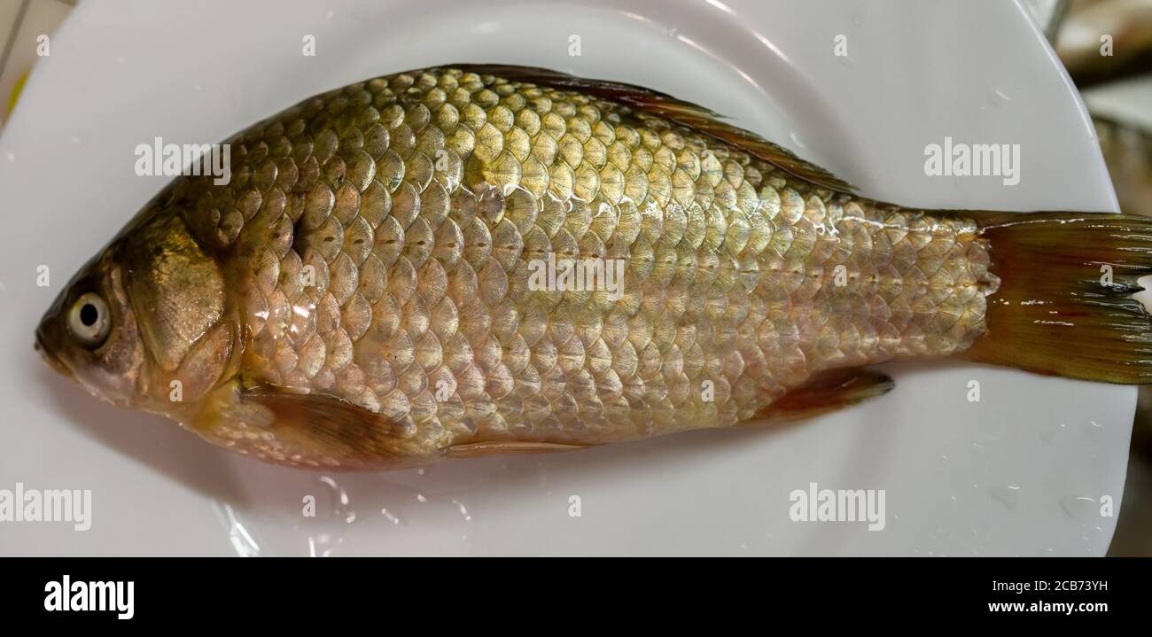 Crucian carp hi-res stock photography and images - Alamy