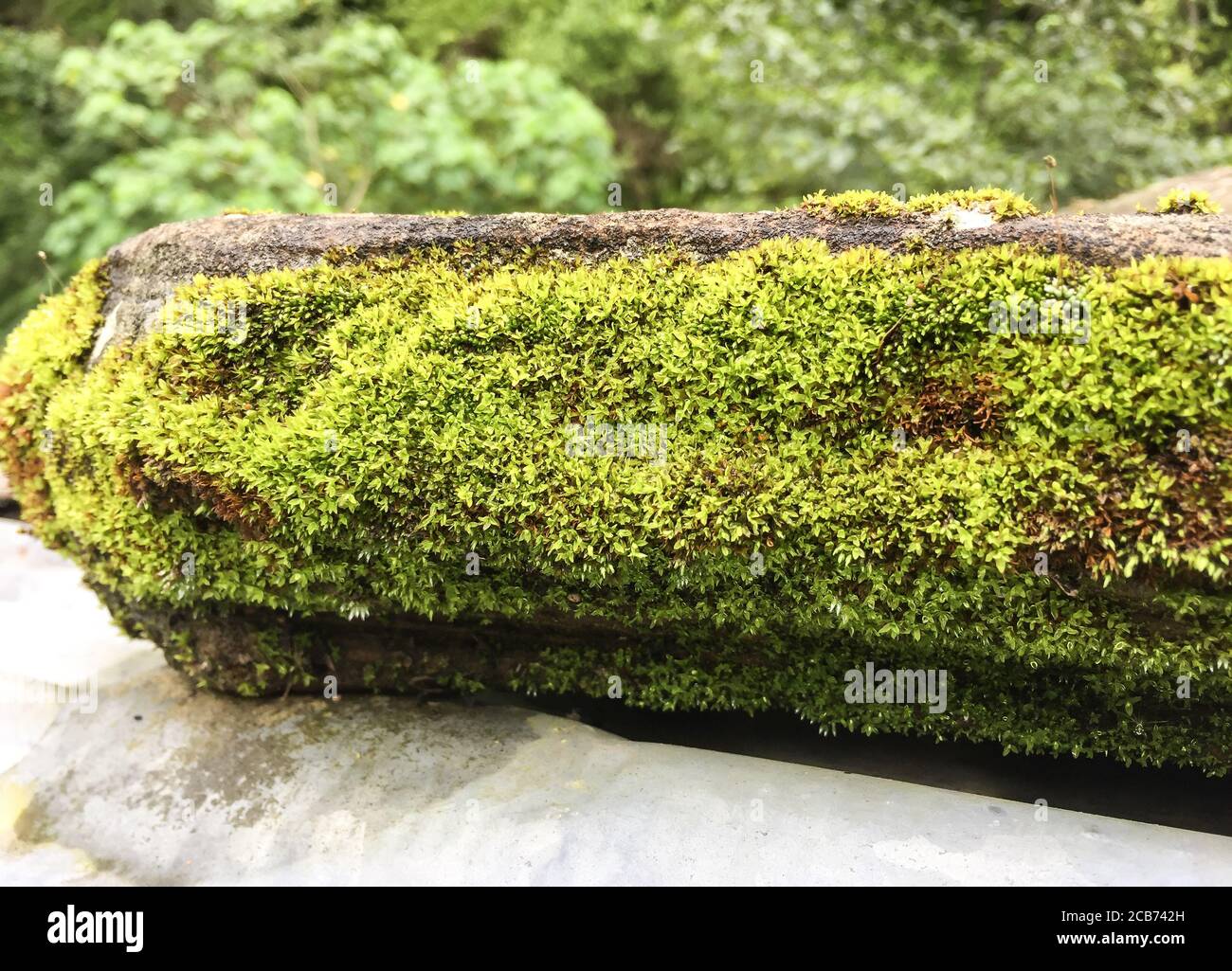 Yellow lichen green moss hi-res stock photography and images - Alamy