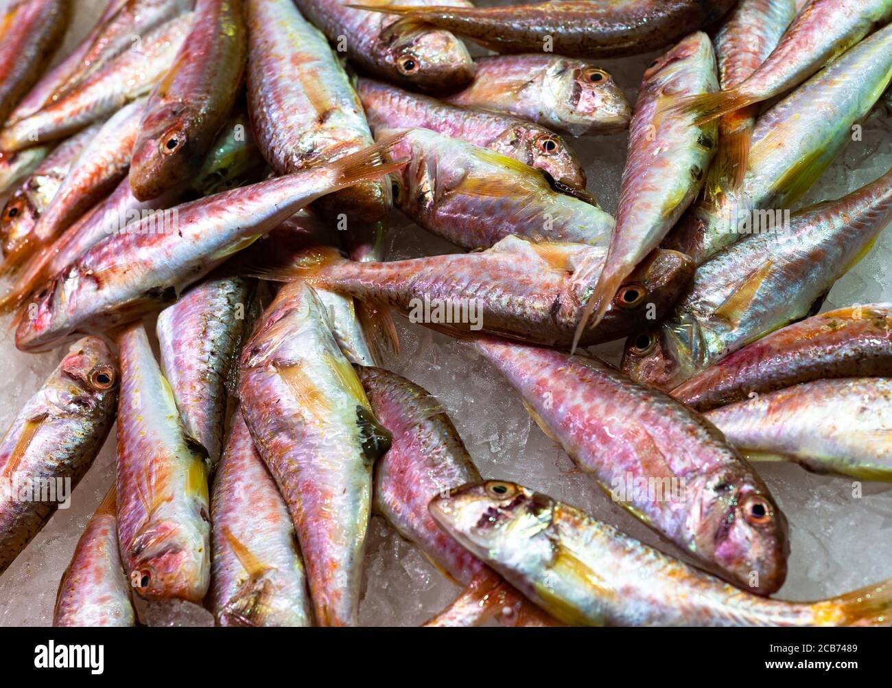 Fresh red mullet fish at the seafood market Stock Photo - Alamy