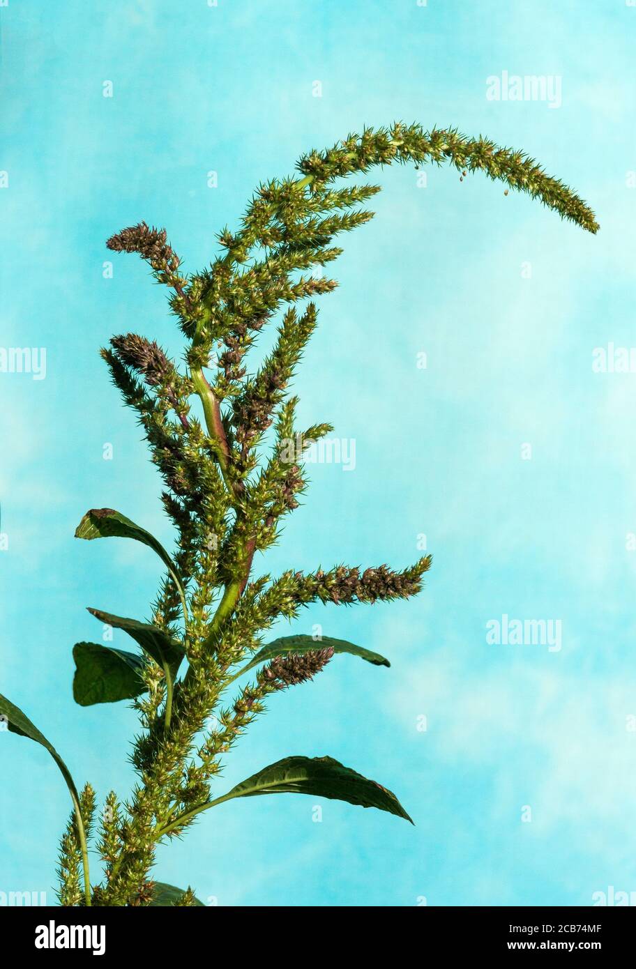 Common Amaranth 'Amaranth retroflexus' Seeding flower spike.Origin ...