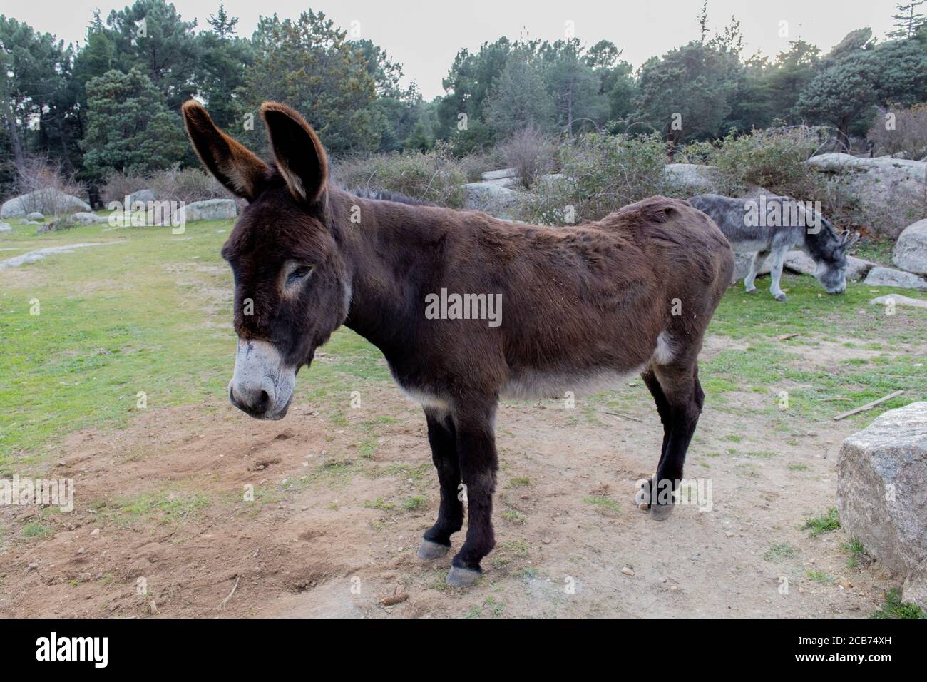 Closeup shot of a donkey in a farm Stock Photo - Alamy