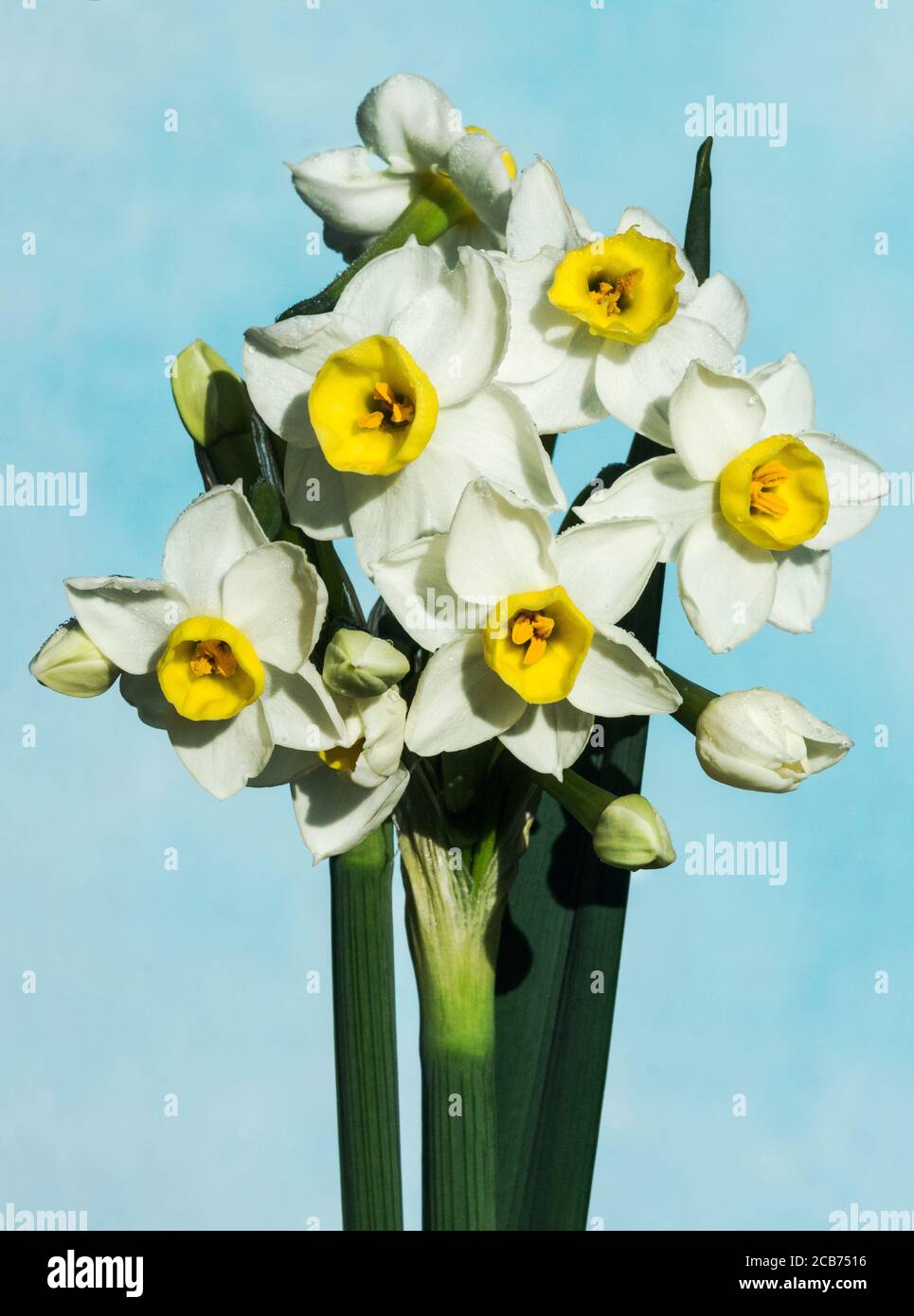 Daffodil 'Narcissus 'Avalance' A multi-headed variety. South-west ...